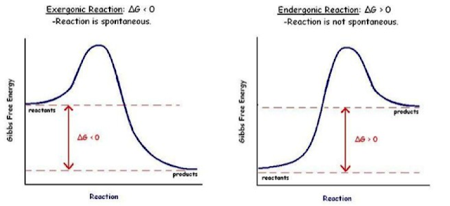 Chemical Equilibrium