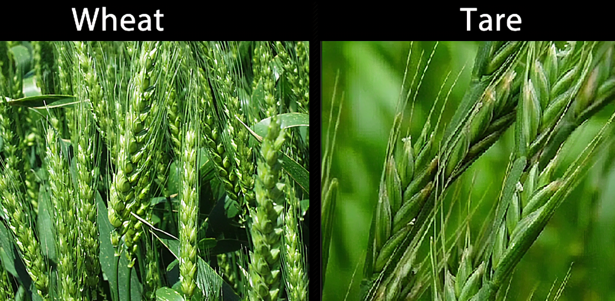 Gospel Of The Kingdom Of God: The Wheat And Tares, More Insight!