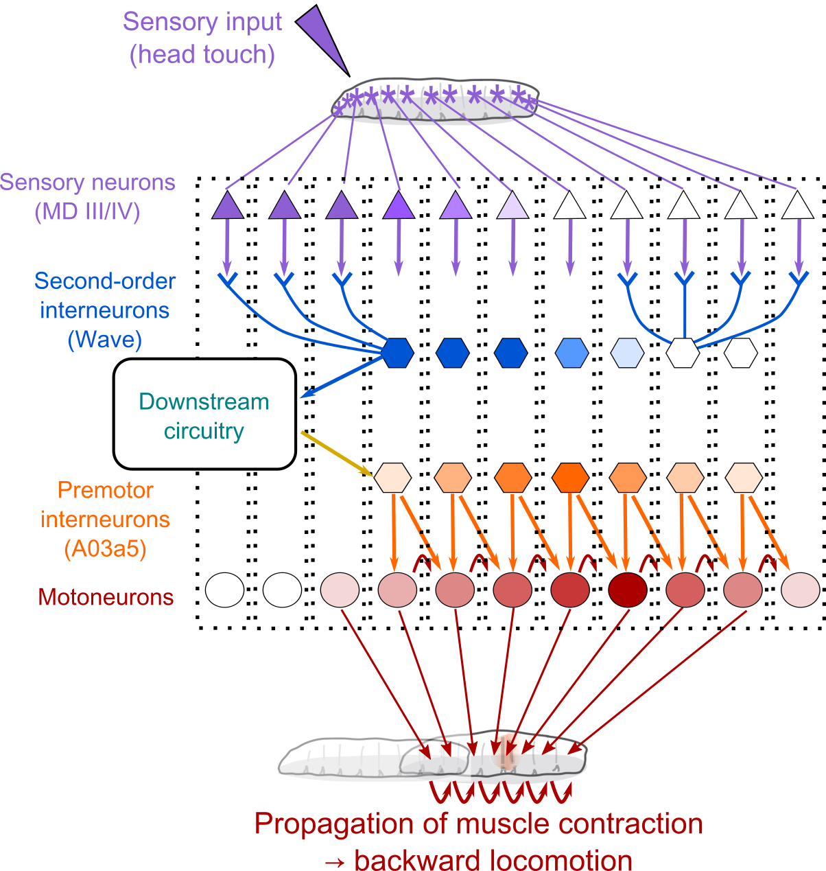 Biología 2 C201: Semana 4-2019