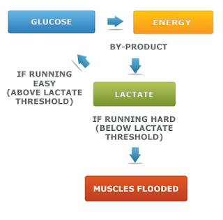 Sweat N' Be Fit: Feel the Burn: The DL on Lactic Acid