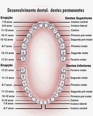 ANATOMIA DOS DENTES | Izabel dos Santos