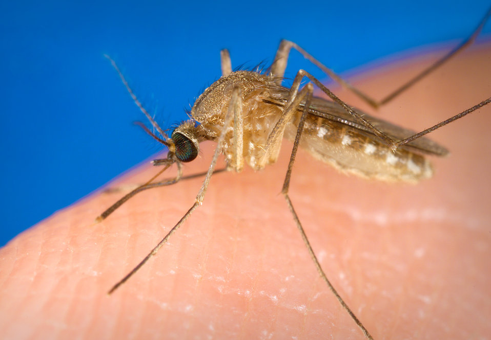 GM-free Scotland: GM mozzies out of control?