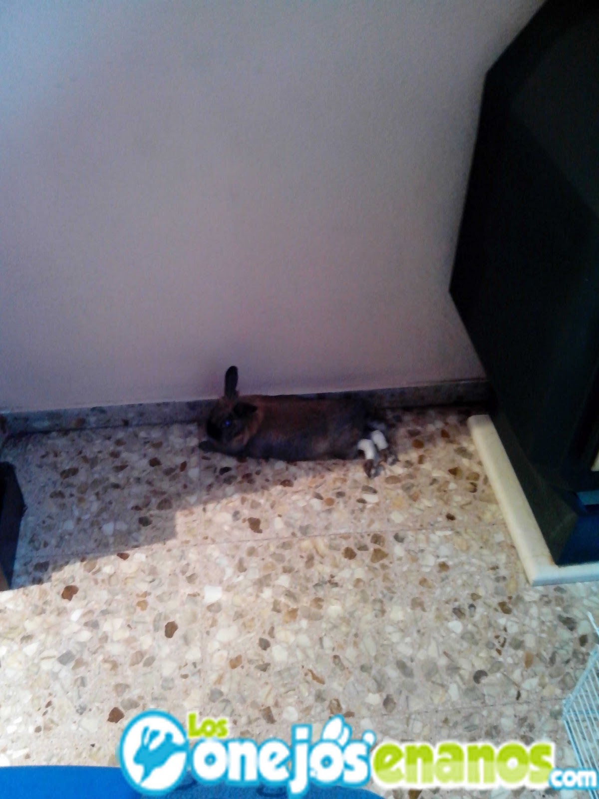 Pododermatitis en conejos enanos ~ Los conejos enanos