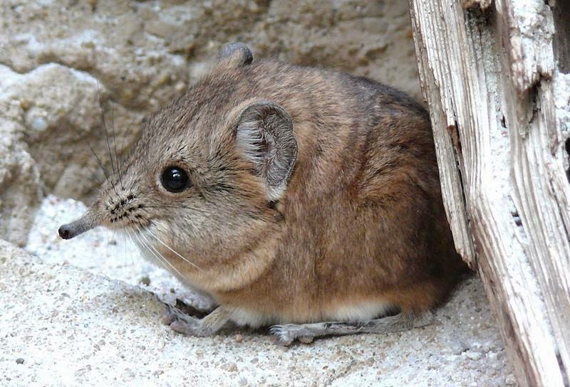 Docentes ædificare: ORDEM MACROSCELIDEA