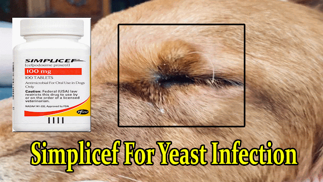 Simplicef For Dogs YEAST INFECTION Treatment At Home - Antibiotics for Dogs