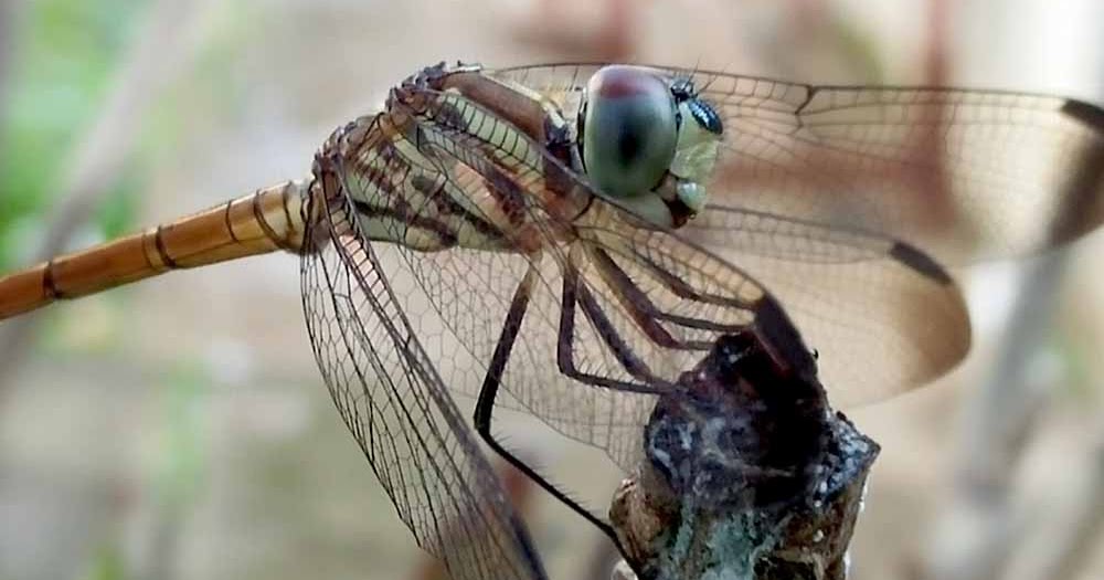 DAPUR Karya Ilmiah Remaja: Capung (Odonata)