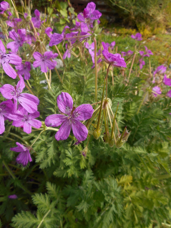 Gardening With Grace: Plant of the Week: Erodium manescavi