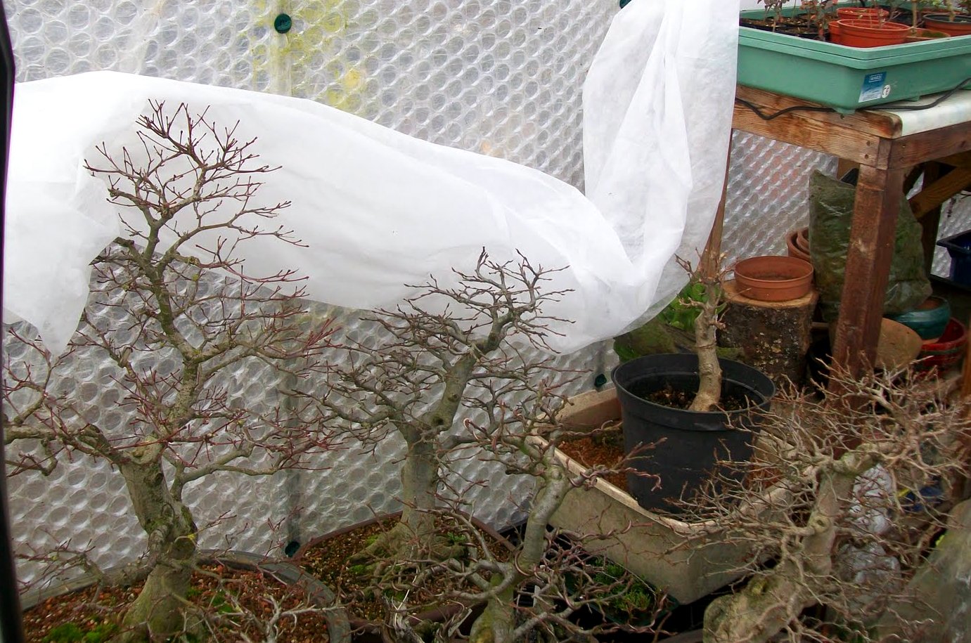 MiKo Bonsai: Winter Protection.