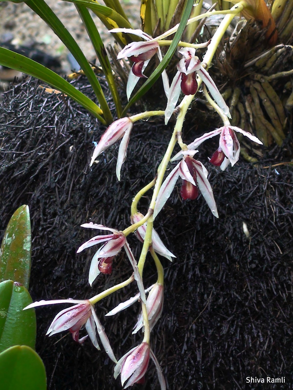 Wild orchids in sumatra: Cymbidium acutum Ridl., 1896