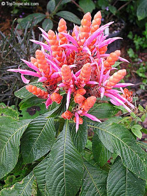 Diário de uma Sementeira: Afelandra (Aphelandra squarrosa)