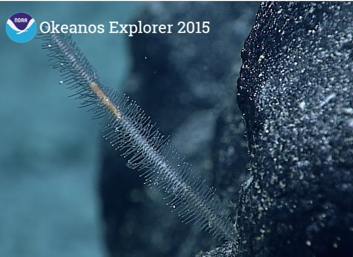 The Echinoblog: Deep-Sea Glass Sponges of the Hawaiian Islands! Okeanos ...