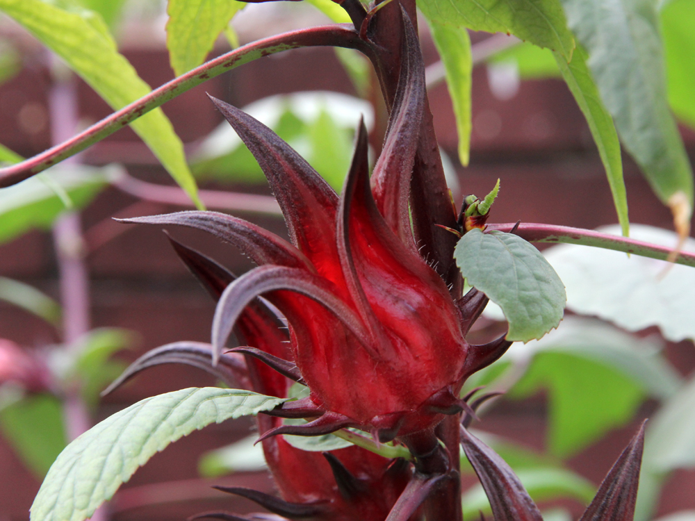 Click! Snap! Shot!: Ribena plant