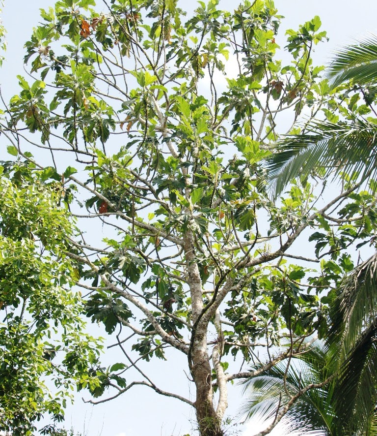 OUR PHILIPPINE TREES: The Tree Road Trip