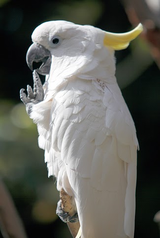 Different species of cockatoo