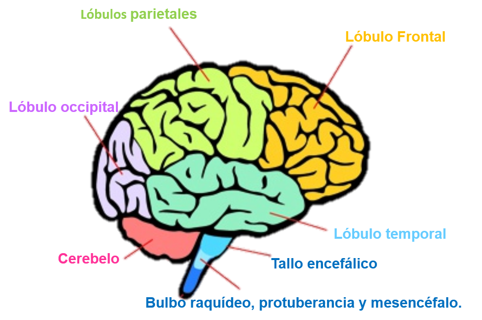 Bases Biológicas de la Conducta : El Cerebro con el Aprendizaje y la ...
