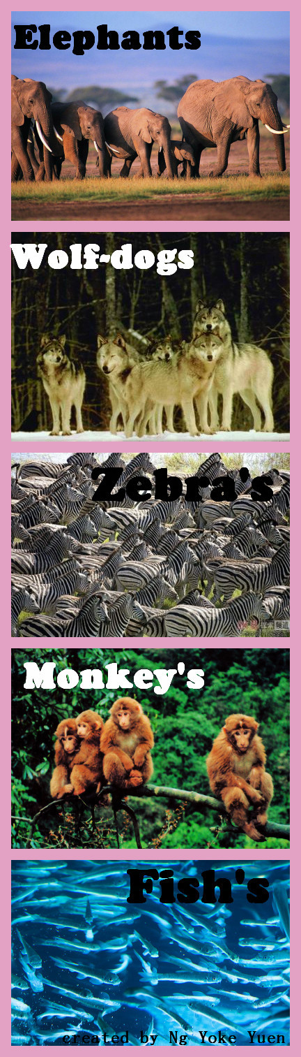 Animal's: Social and Solitary Animal's