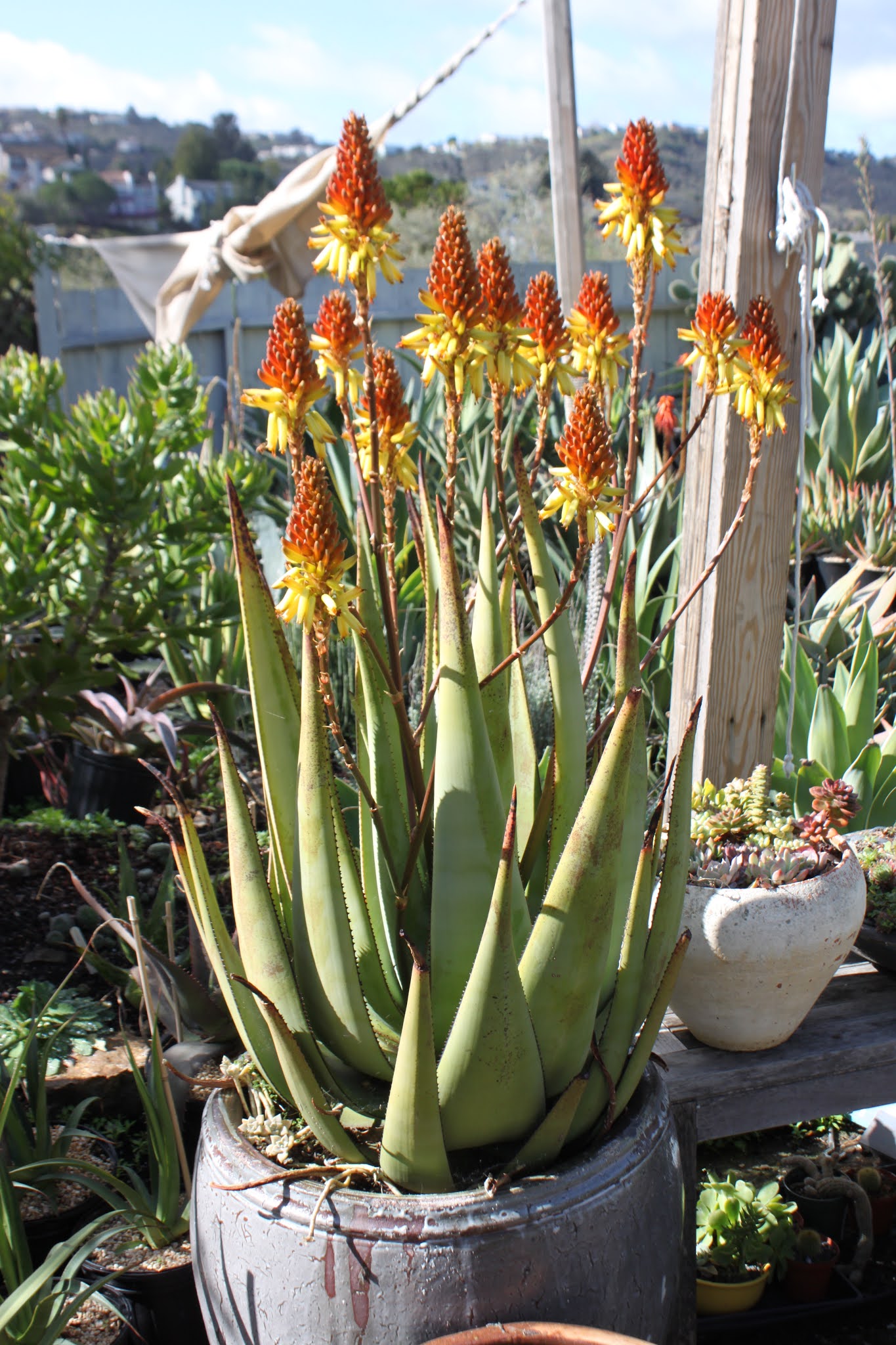 Wednesday Vignette - Aloe Wickensii