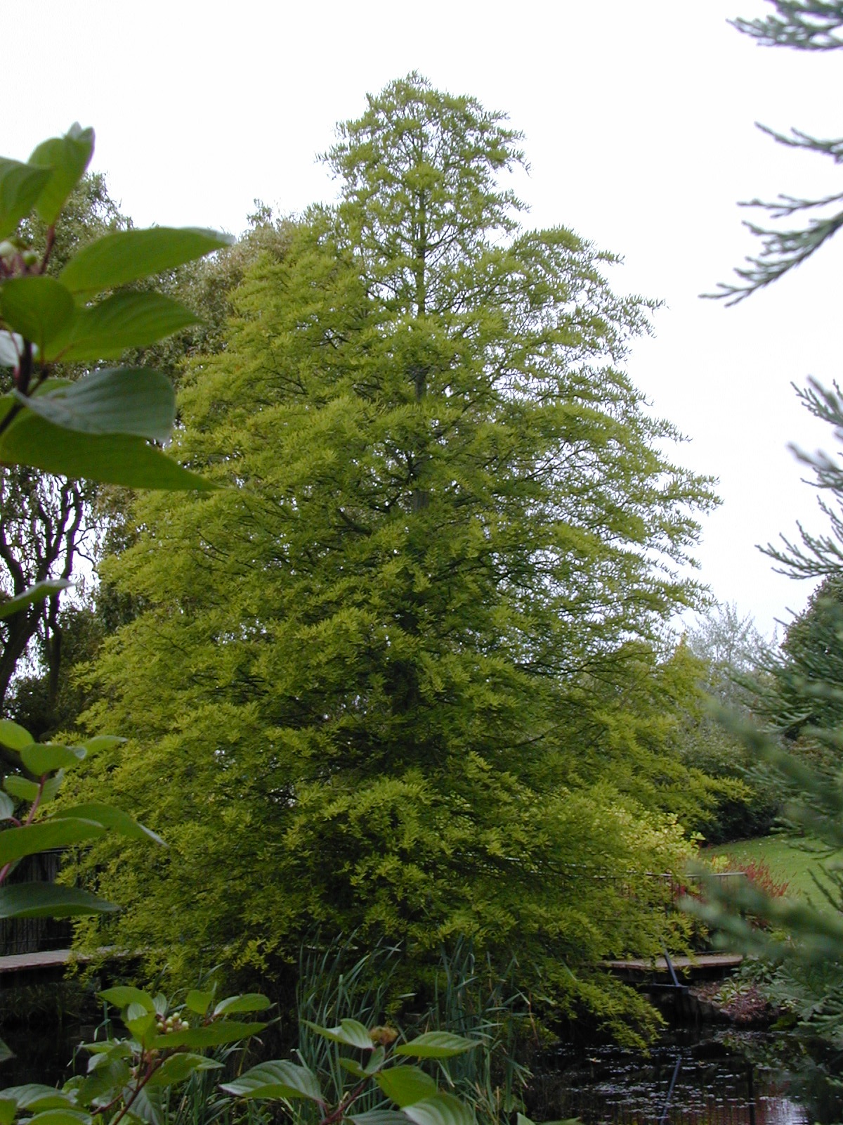Trees of Santa Cruz County: Taxodium distichum - Bald Cypress