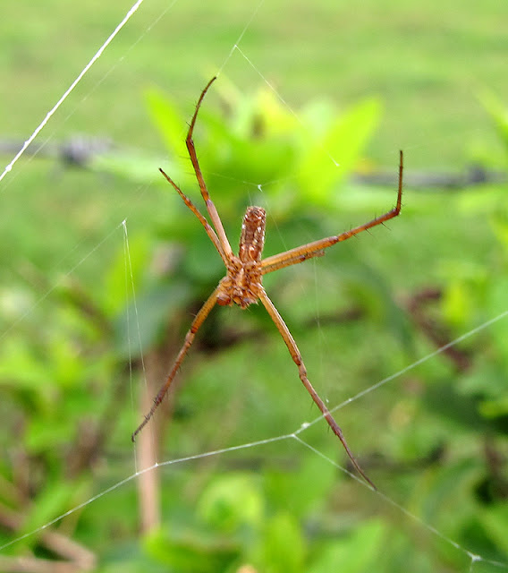 Squirrel's View: Argiope (Garden Spider)
