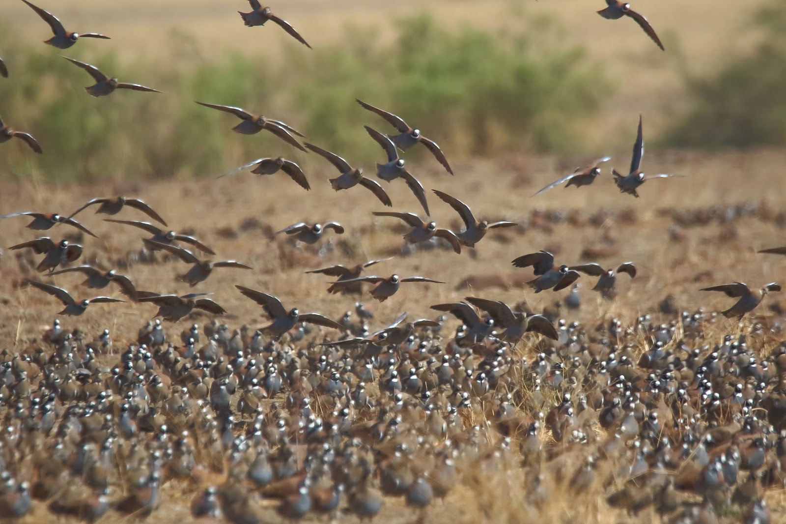 Richard Waring's Birds of Australia: Big flock of Flock Bronzewings