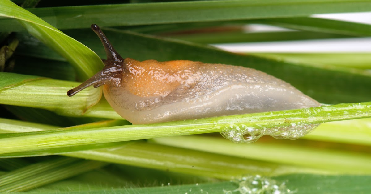 The Narwhal's Left Tooth: Justifying wildlife protections with slug slime