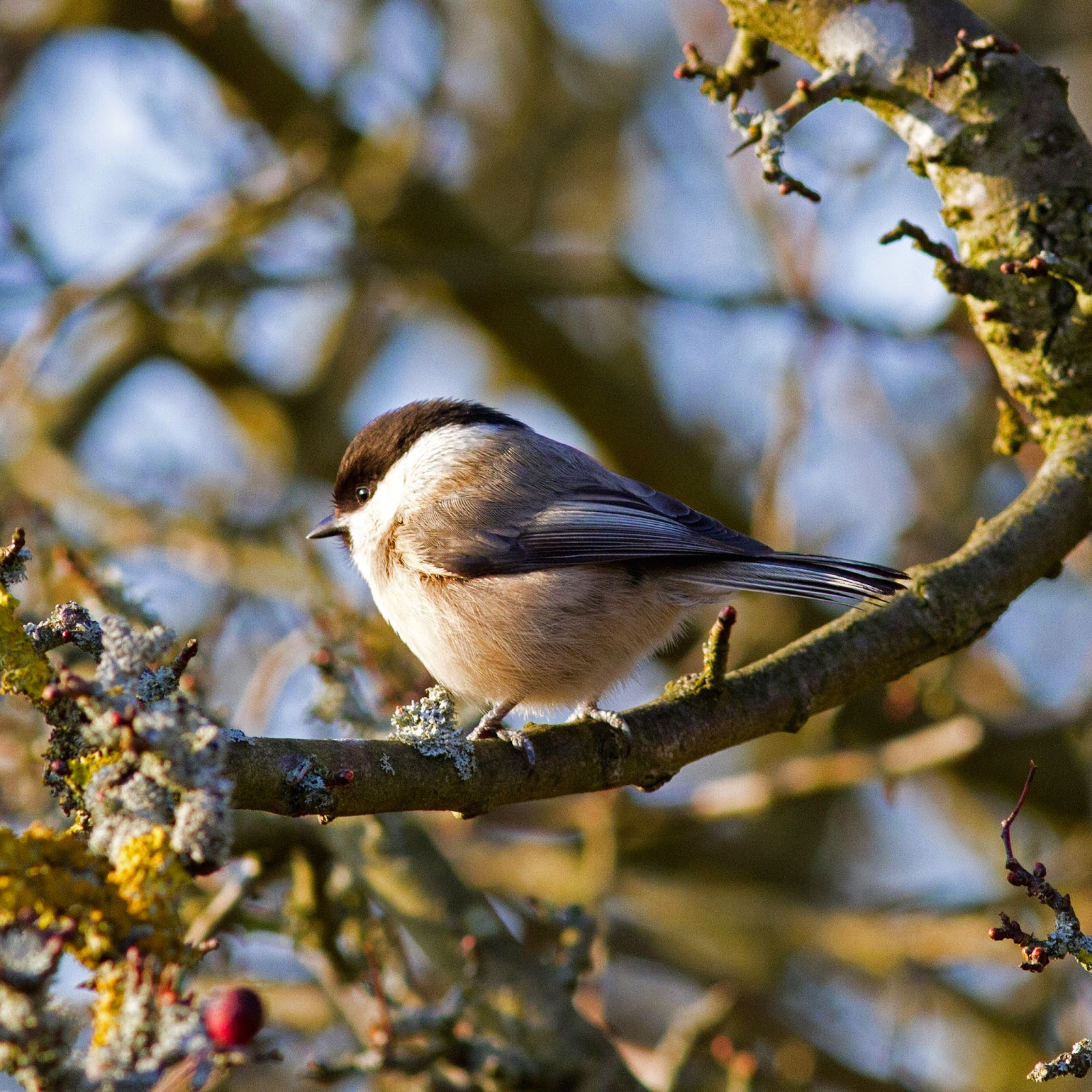 TrogTrogBlog: Bird of the week - Willow tit