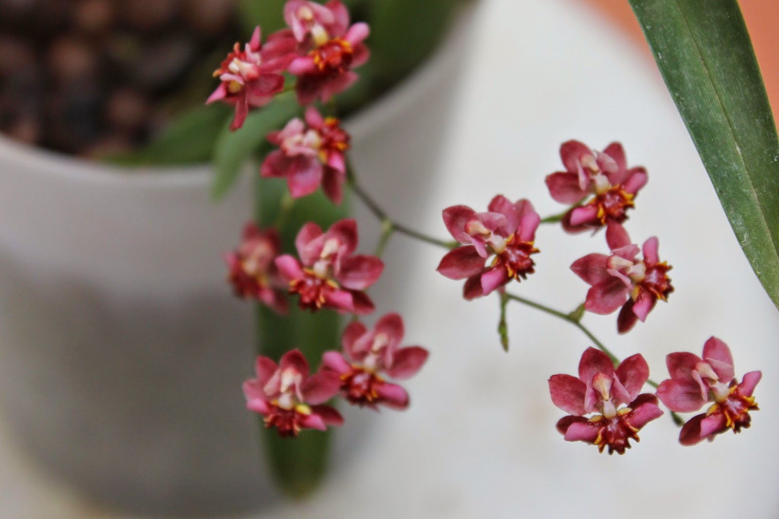 Happy-Orchids: Oncidium Twinkle 'Red Fantasy' in Bloom