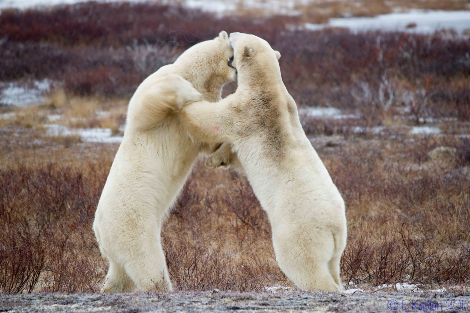 Arctic Fever: Adventure and Ordinary Travel Tips: Sumo Wrestling In The ...