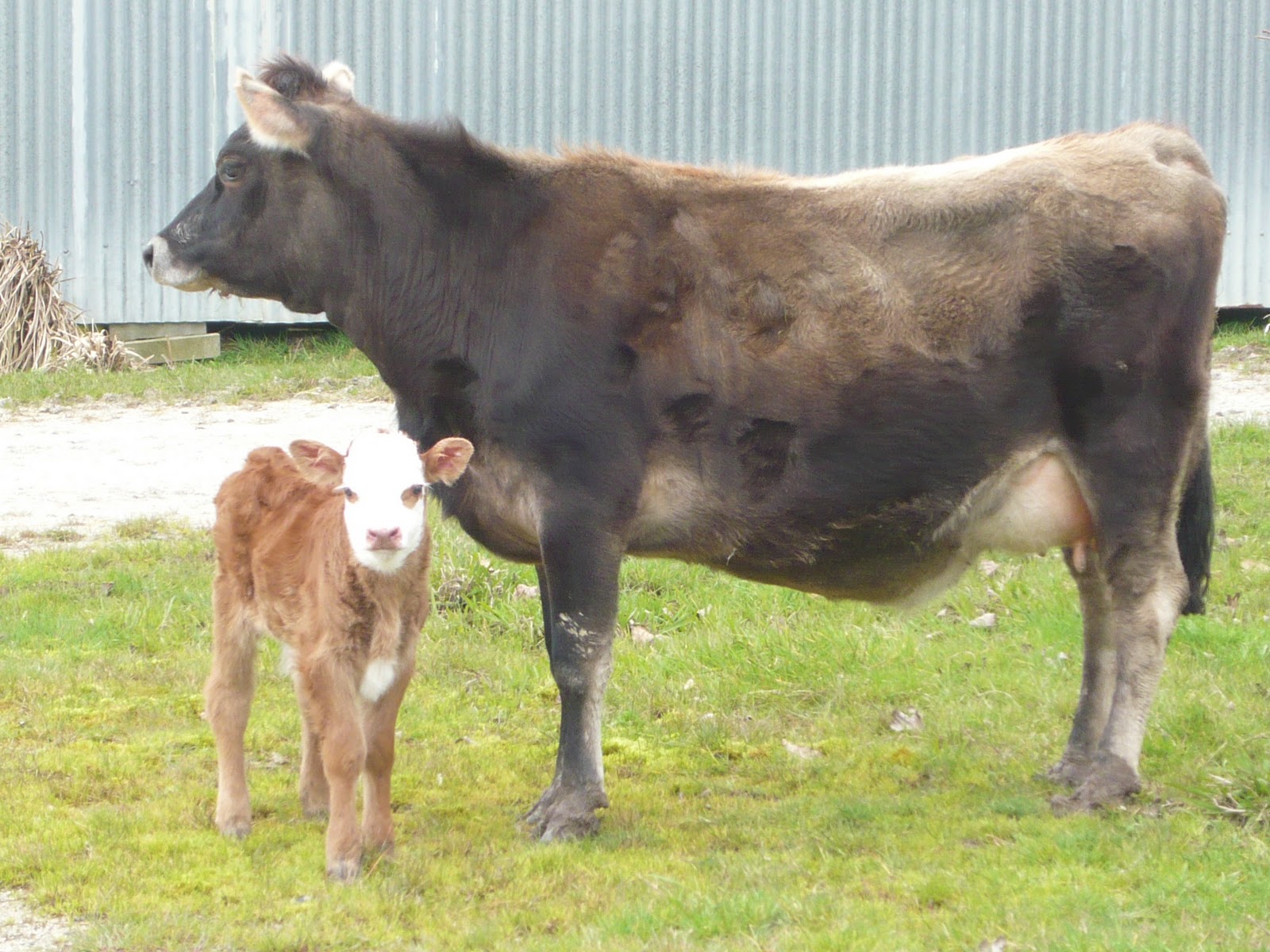 HEREMINIS: Small Bull Power