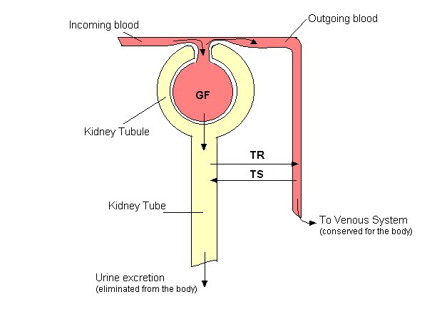 Four things about... (a simple approach to anatomy and physiology): The ...