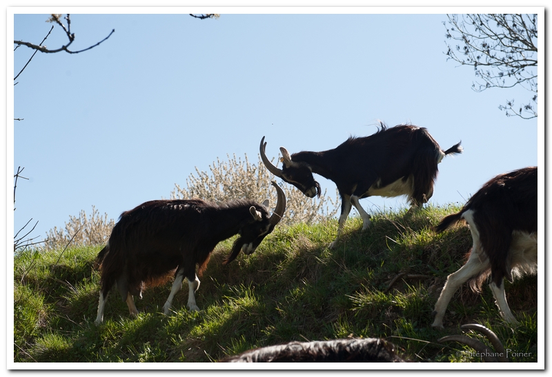 La Laiterie de Paris : Du Picodon ! Mais au lait de chèvre du Massif ...