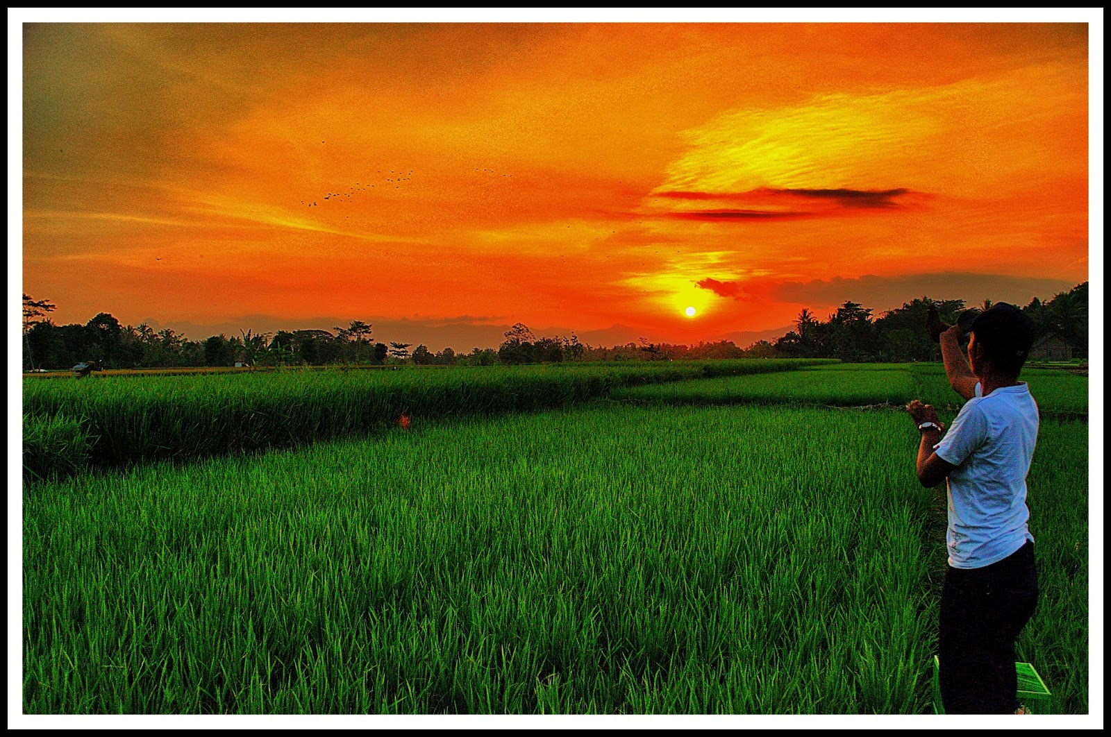 SUNSET DI SAWAH BELAKANG RUMAH | DIARY FOTOGRAFI