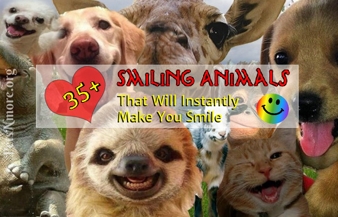 Pets-N-More: 35+ Smiling Animals That Will Instantly Make You Smile