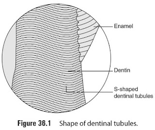 Dentin 2 (dentinogensis) l Oral histology and biology MCQs for dental ...