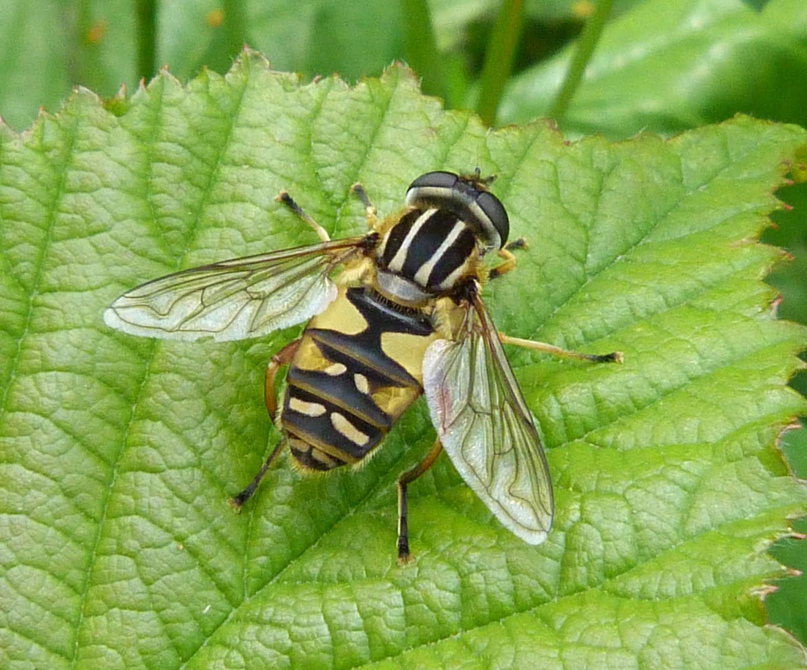 Insects of Scotland: Hoverflies