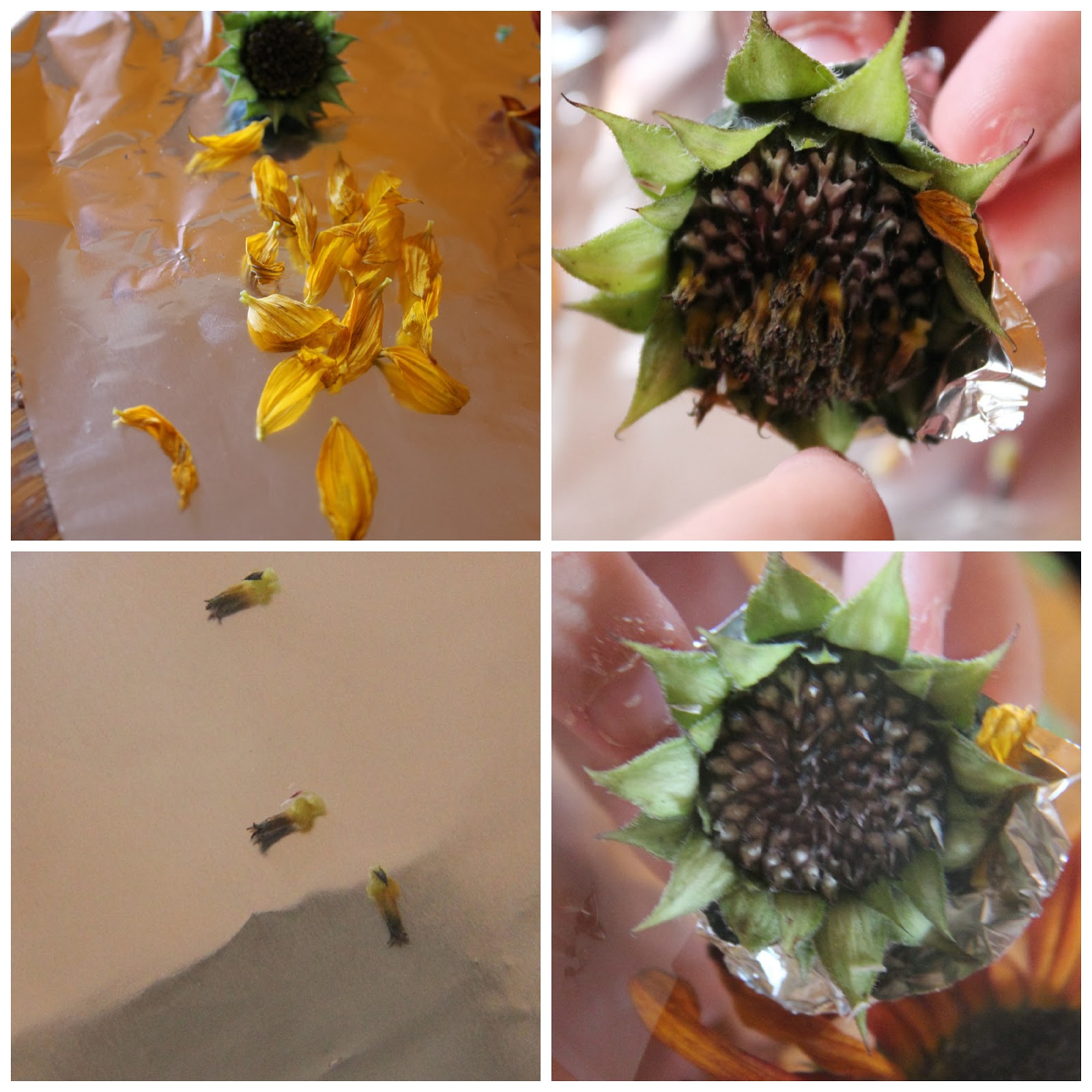 Sunflower "Dissection" :: October Nature Study