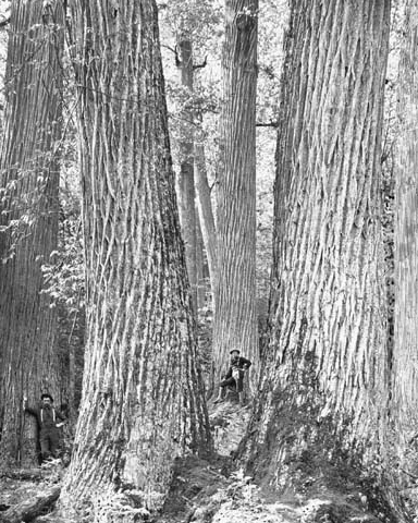 The BLDGtyp Blog: White Pine and the Woods of Northern Wisconsin