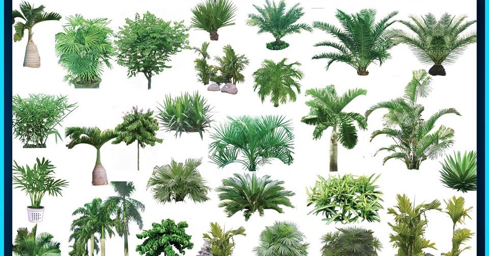 10. PSD Plants File For Post Production