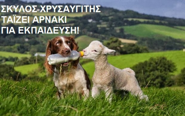 ΣΤΑ ΣΑΛΩΝΑ ΣΦΑΖΟΥΝ ΑΡΝΙΑ ΚΑΙ ΣΤΗ ΧΡΥΣΗ ΑΥΓΗ ΚΡΙΑΡΙΑ ΚΑΙ ΣΤΟΥ ΑΝΤΩΝΑΚΗ ...