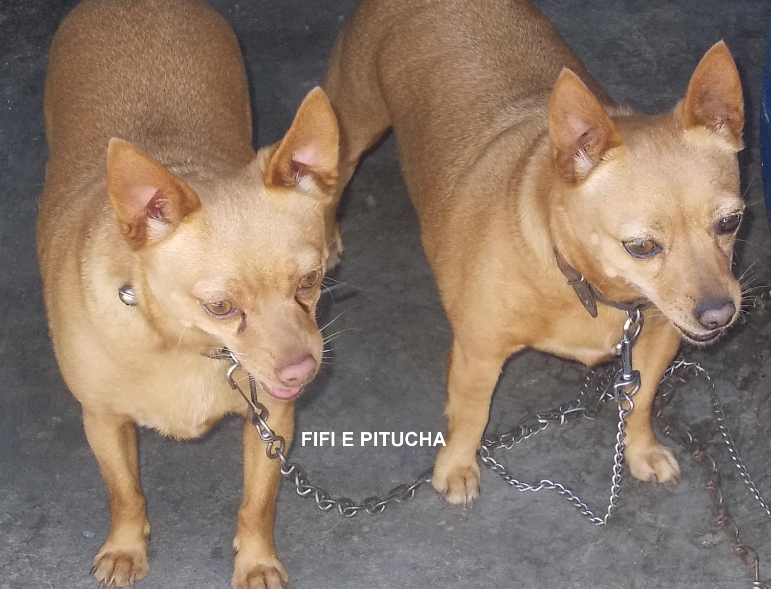 Horta Biológica... | Receita rápida e simples de fazer