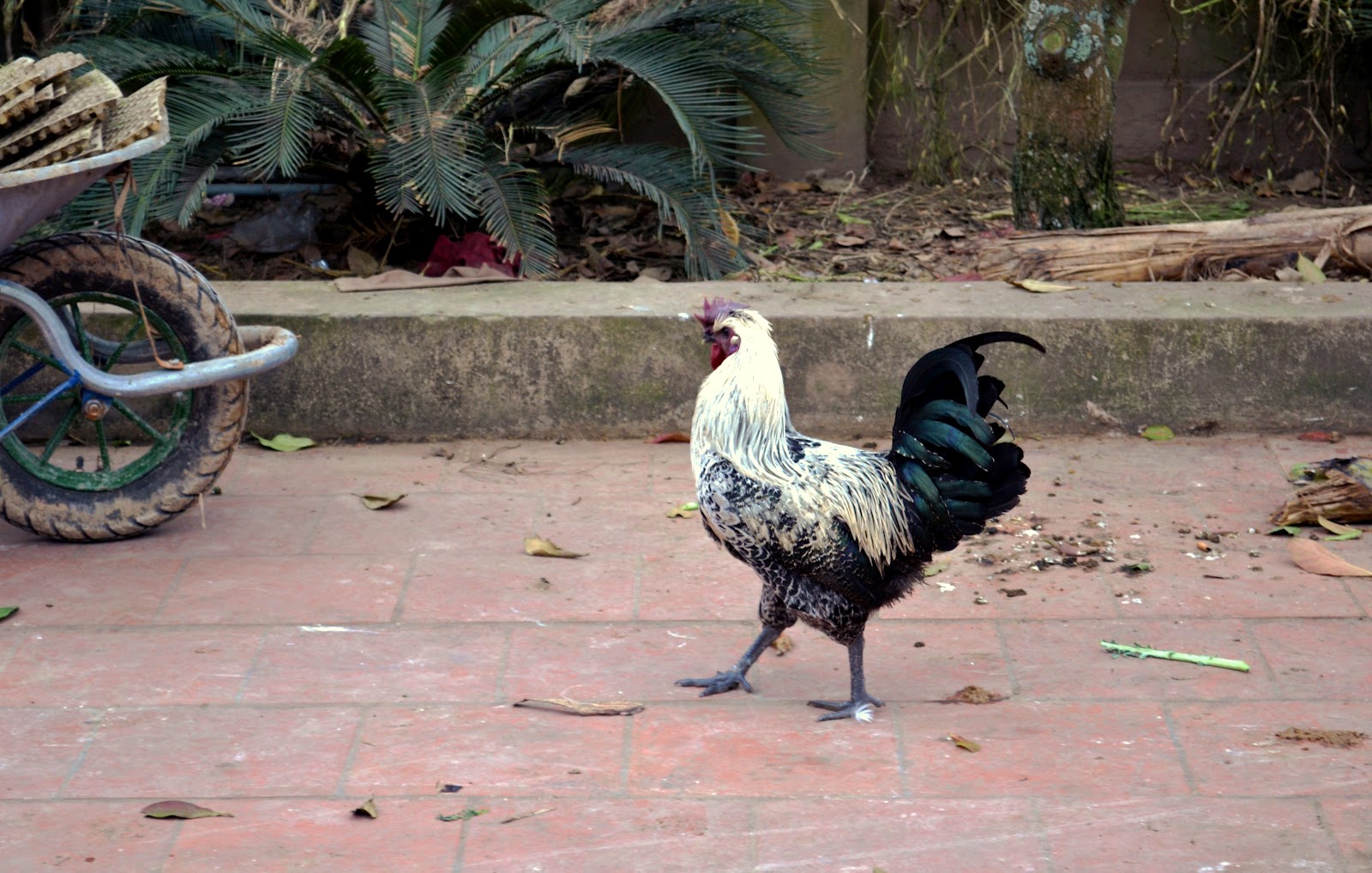 Sprachlos: Tiere auf dem Bauernhof (Vietnam Teil 4)