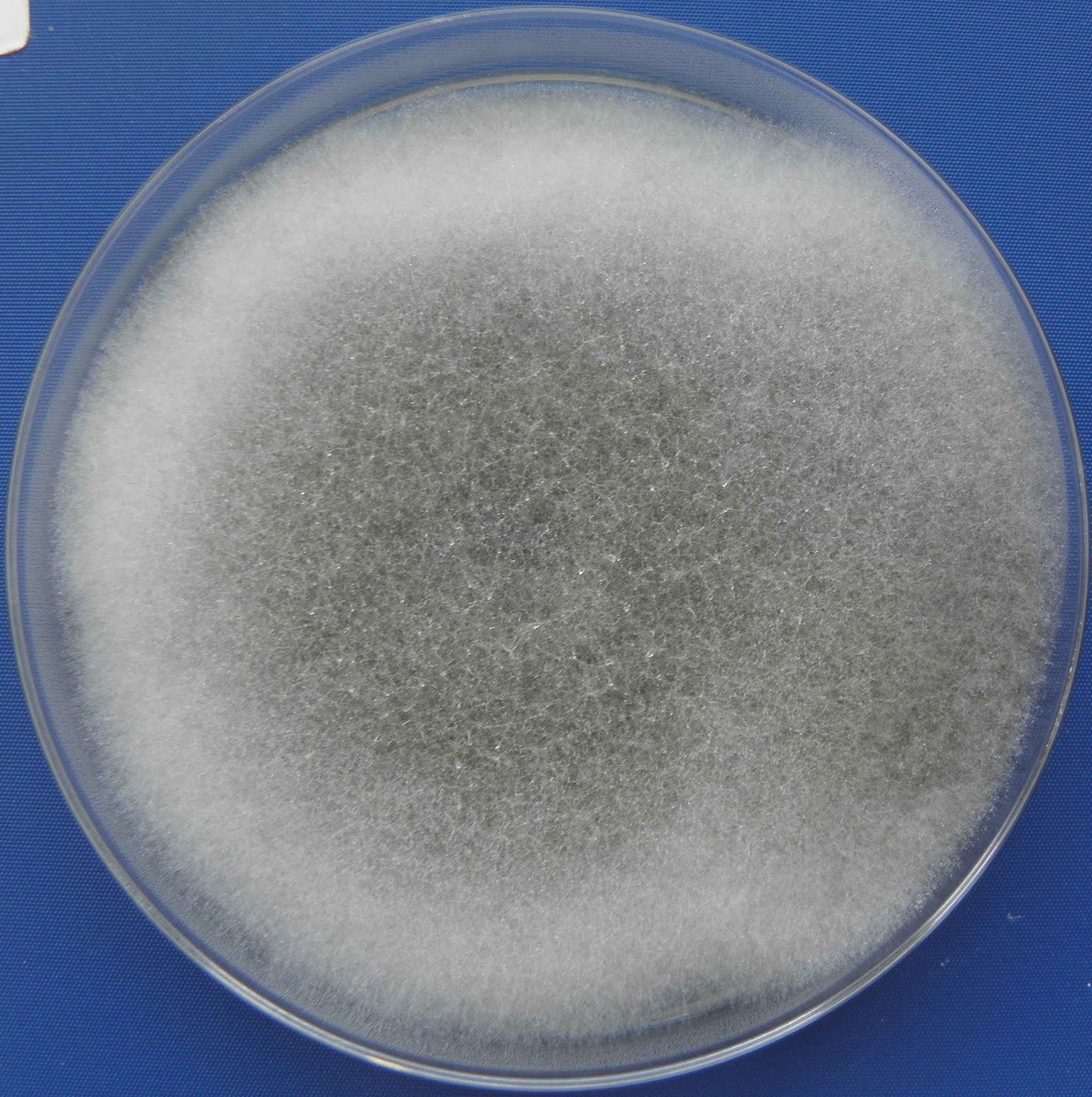 ATLAS MICOLOGIA: SYNCEPHALASTRUM RACEMOSUM