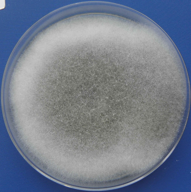 ATLAS MICOLOGIA: SYNCEPHALASTRUM RACEMOSUM