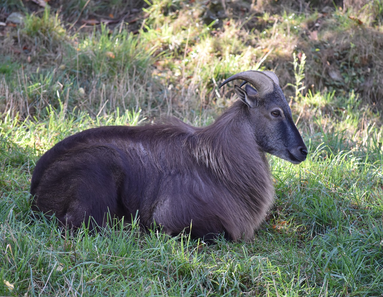 ZOOTOGRAFIANDO (6.100 ANIMALS): TAR DEL HIMALAYA / HIMALAYAN TAHR ...