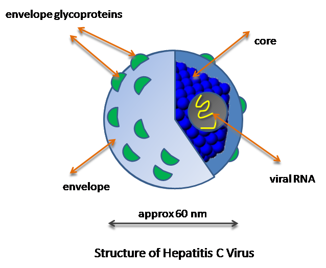 What is Hepatitis C | Hepatitis C Symptoms