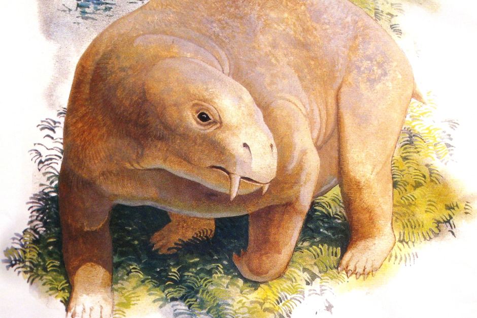 Fundacion Dinosaurios Cyl: El dicynodont, un antepasado de los mamíferos