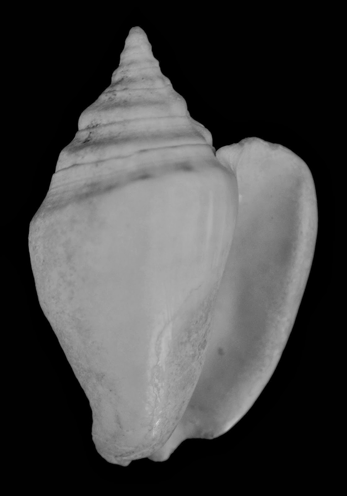 Drew Photo Simon: "Shells" (Edward Weston photo set 1)