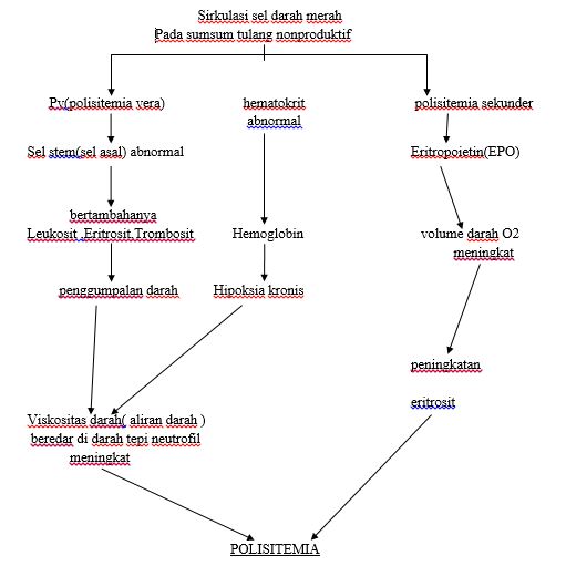 ZULFI PRINT Karya TuLis ilmiah MAKASSAR: MAKALAH KEPERAWATAN "POLISITEMIA"