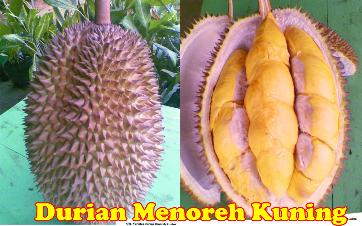 Deskripsi DURIAN MENOREH KUNING - M-SEED - Spesial Pusat Perbenihan dan ...