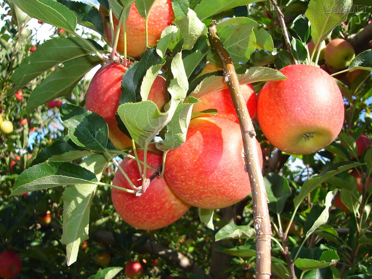 DIÁRIO COM A NATUREZA: 26 DE ABRIL - MACIEIRA - MAÇÃ - FRUTA E FLOR